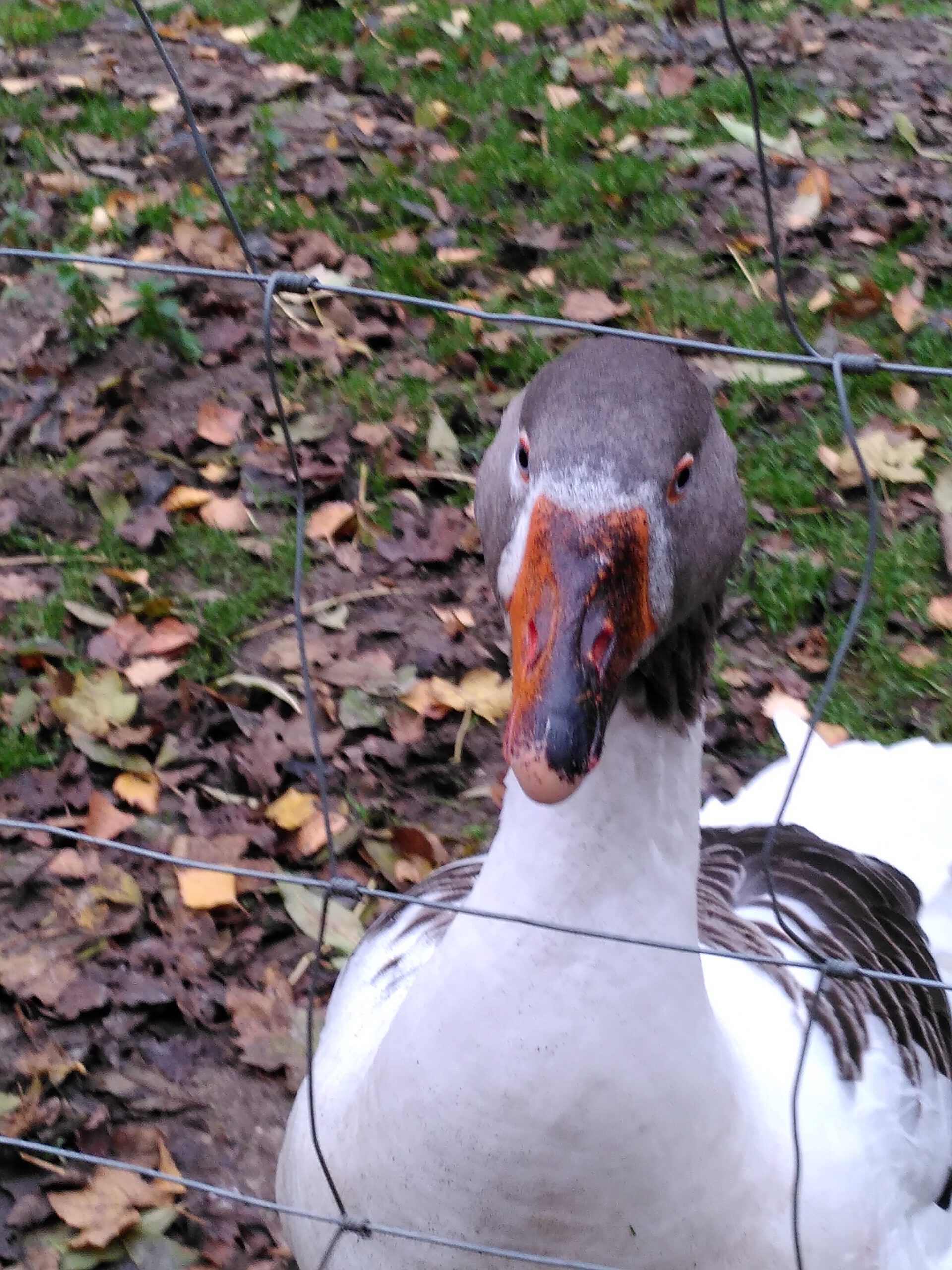 Farbangriff auf Paul die Gans - Hammer - Schüler*innenzeitung der ...